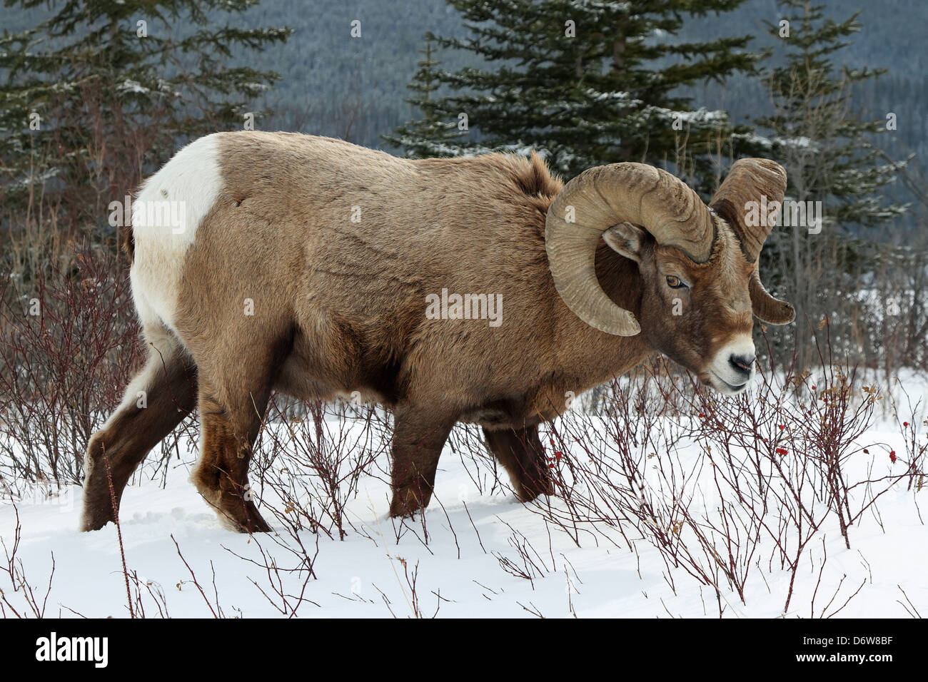 A wild bighorn sheep showing off his impressive horns Stock Photo - Alamy