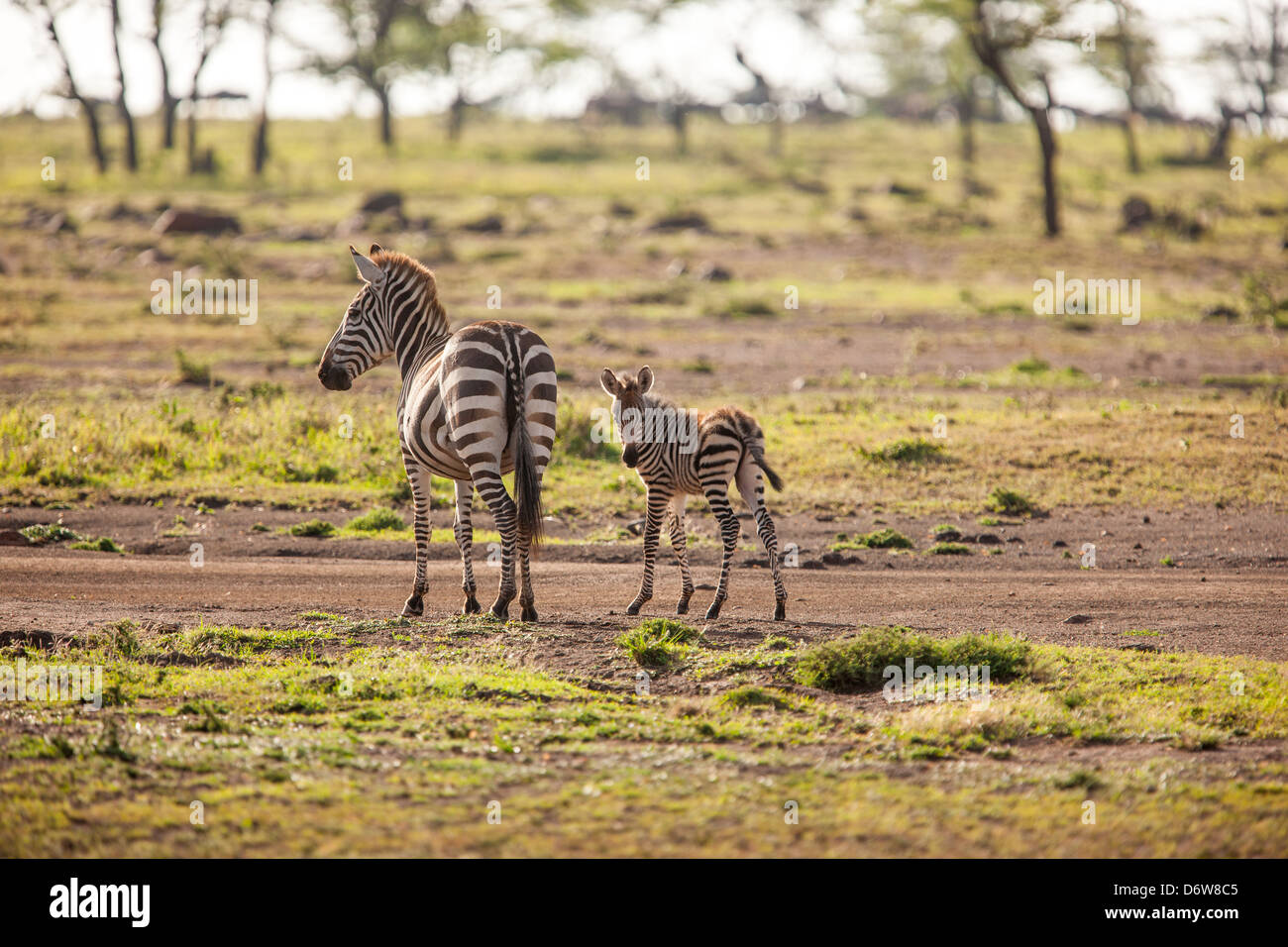 Zebra and young foal Stock Photo - Alamy
