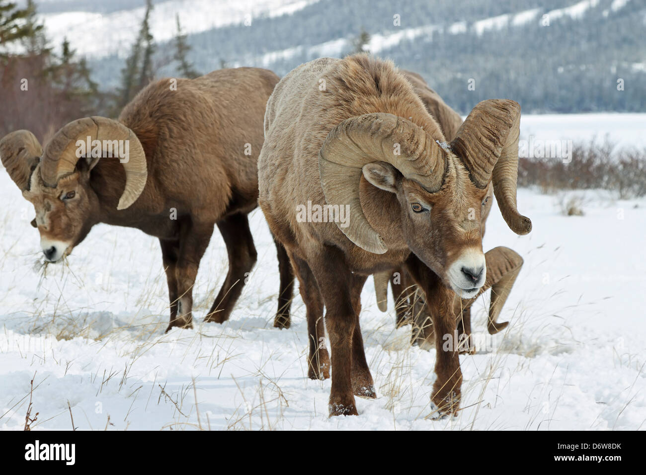 a group of wild bighorn sheep Stock Photo - Alamy