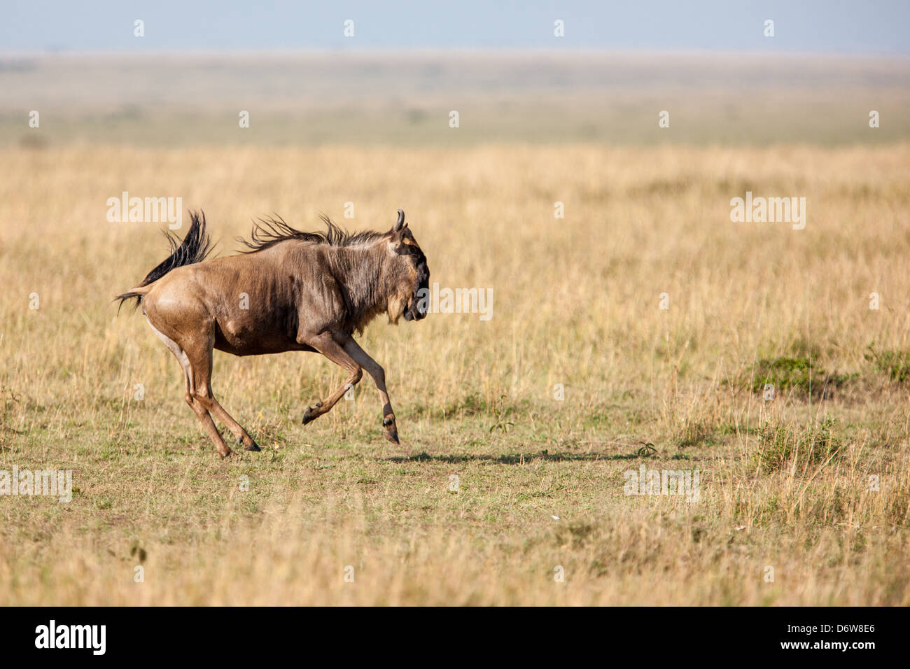 Herd wildebeest running migration hi-res stock photography and images ...