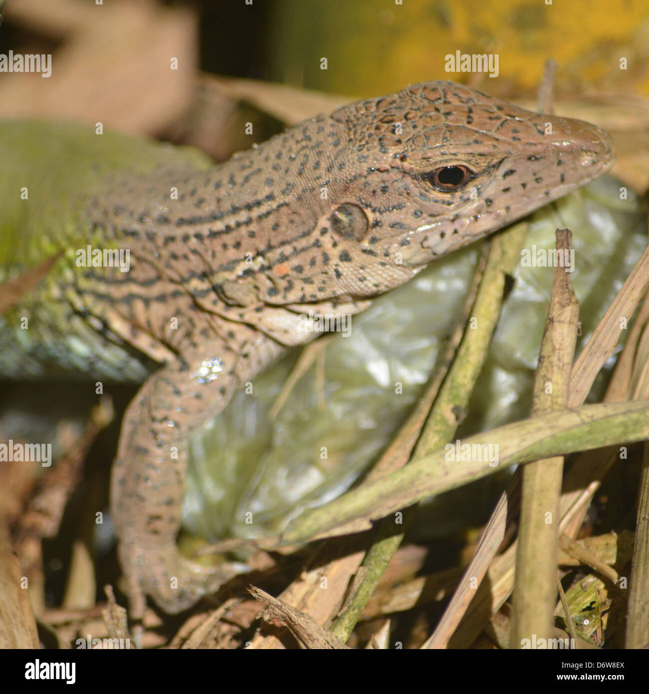 a common lizard crawls through the undergrowth in the Amazon rainforest ...