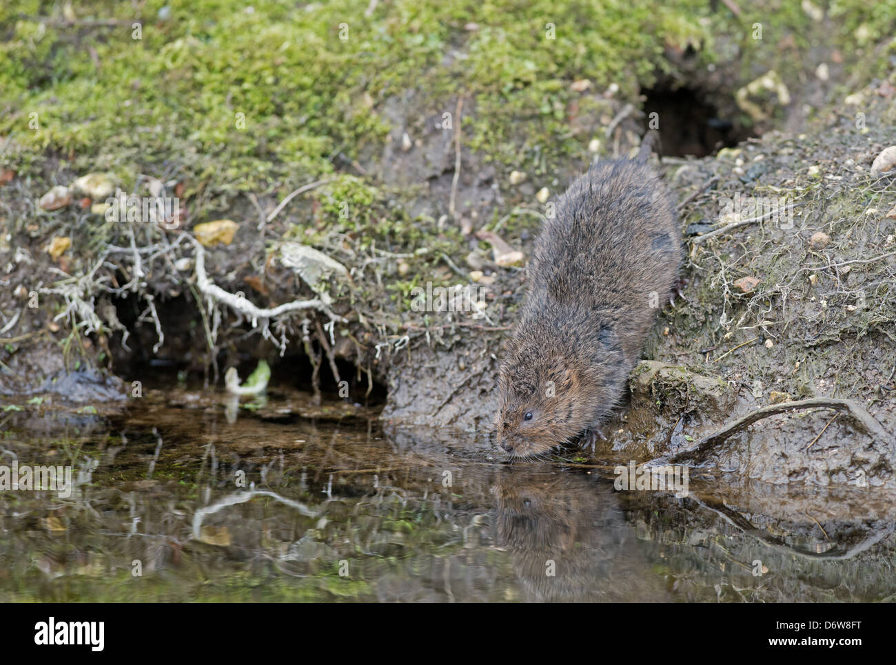 Vole uk hi-res stock photography and images - Alamy