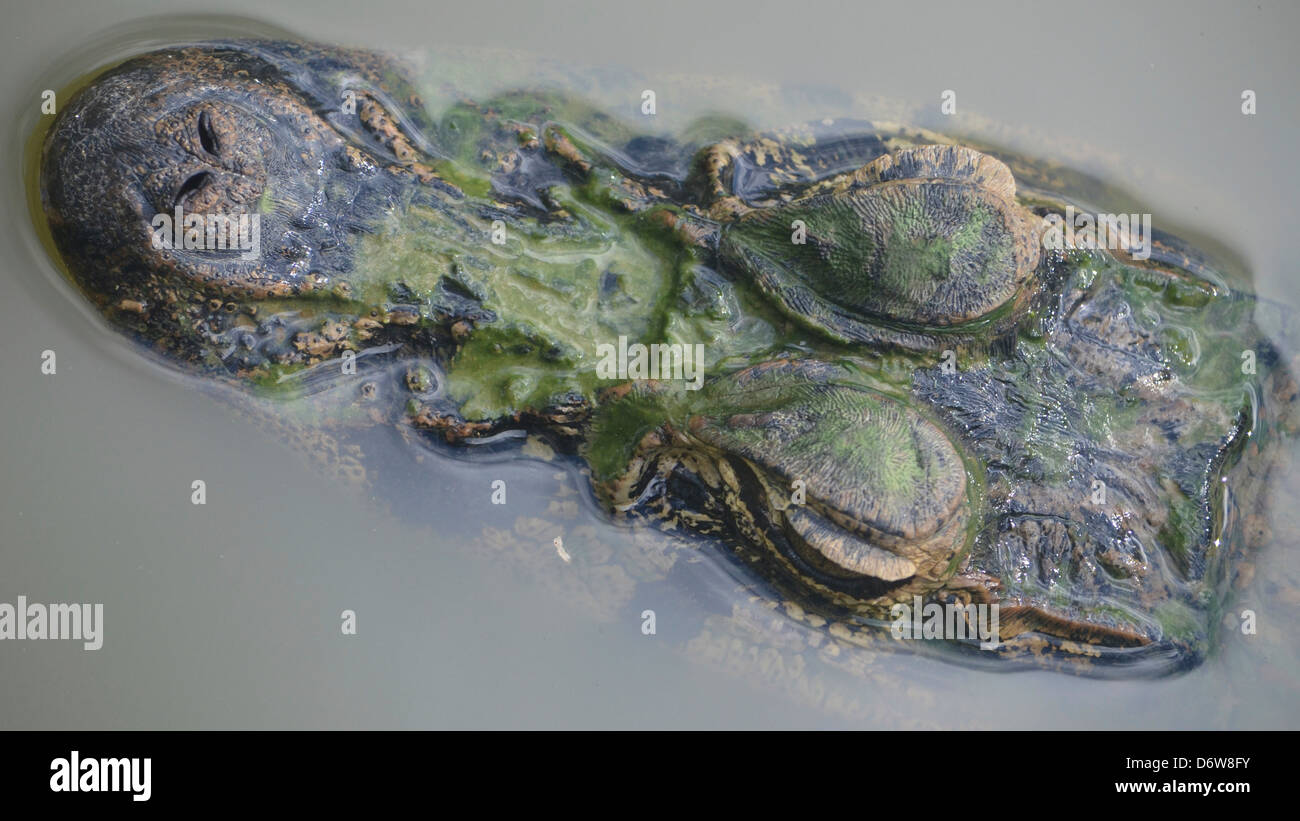 A Cayman relaxes in the Amazon rain forest, Peru Stock Photo - Alamy