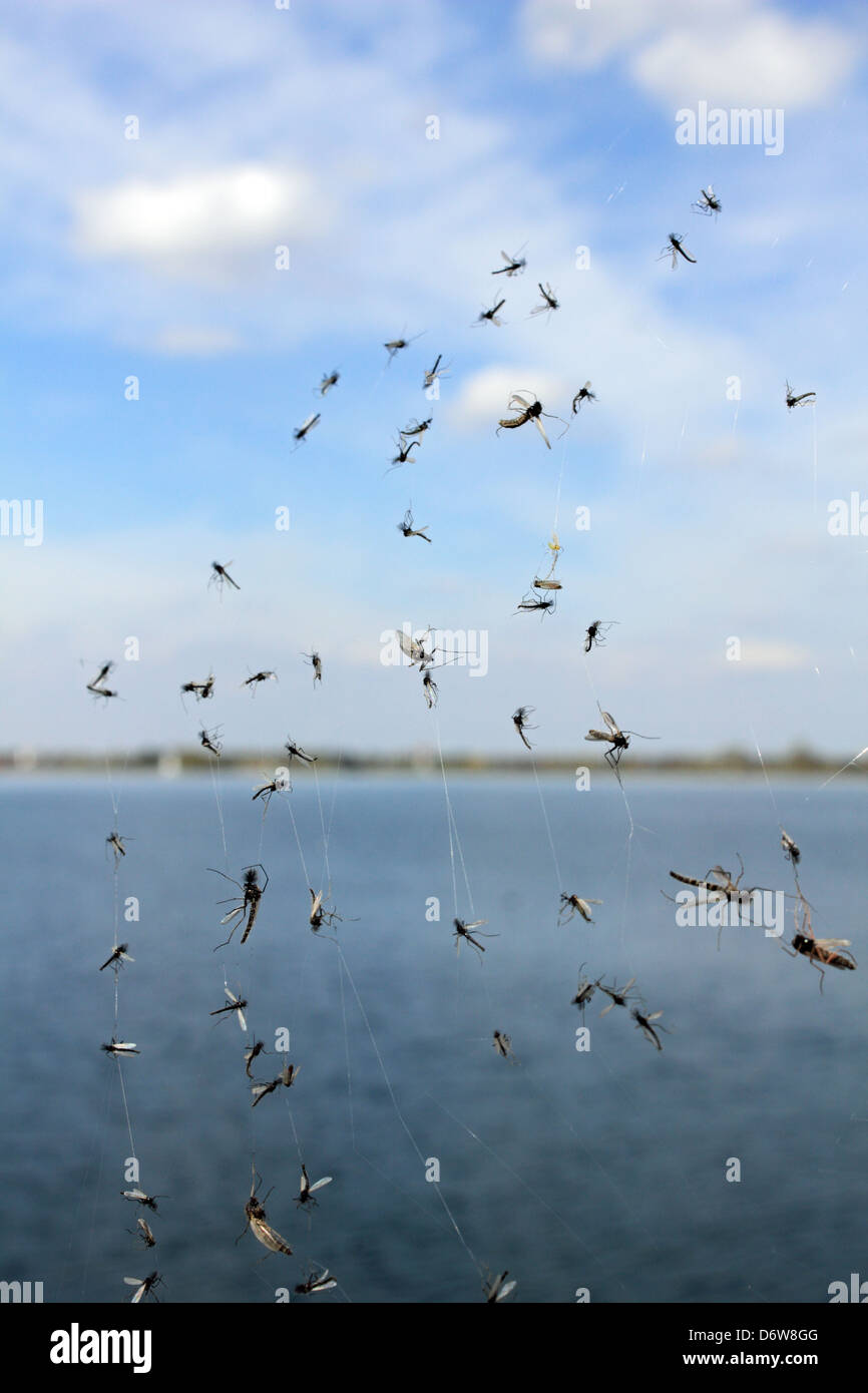 Island Barn Reservoir, West Molesey, Surrey England UK Stock Photo - Alamy
