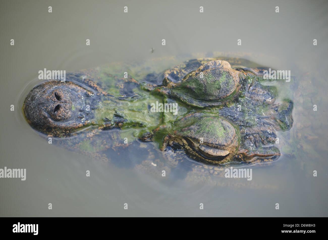 A Cayman relaxes in the Amazon rain forest, Peru Stock Photo - Alamy