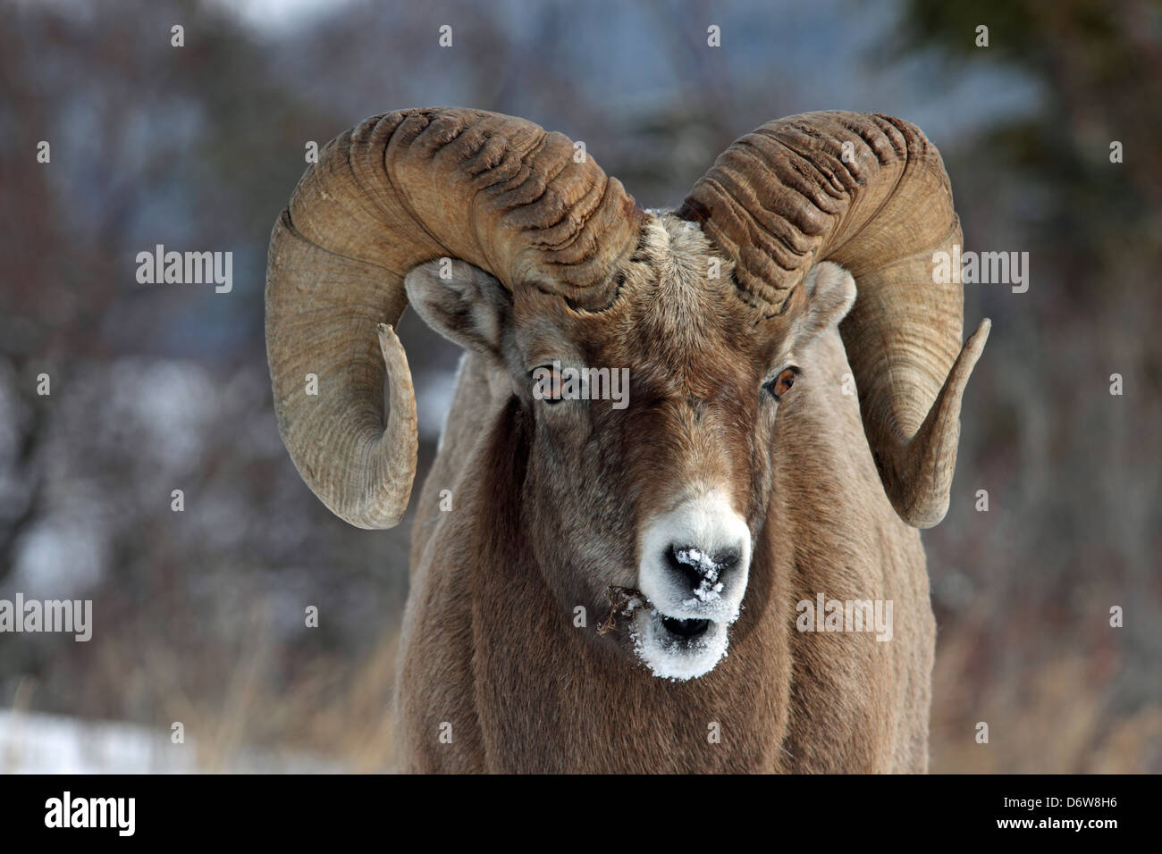 A wild bighorn sheep showing off his impressive horns Stock Photo - Alamy