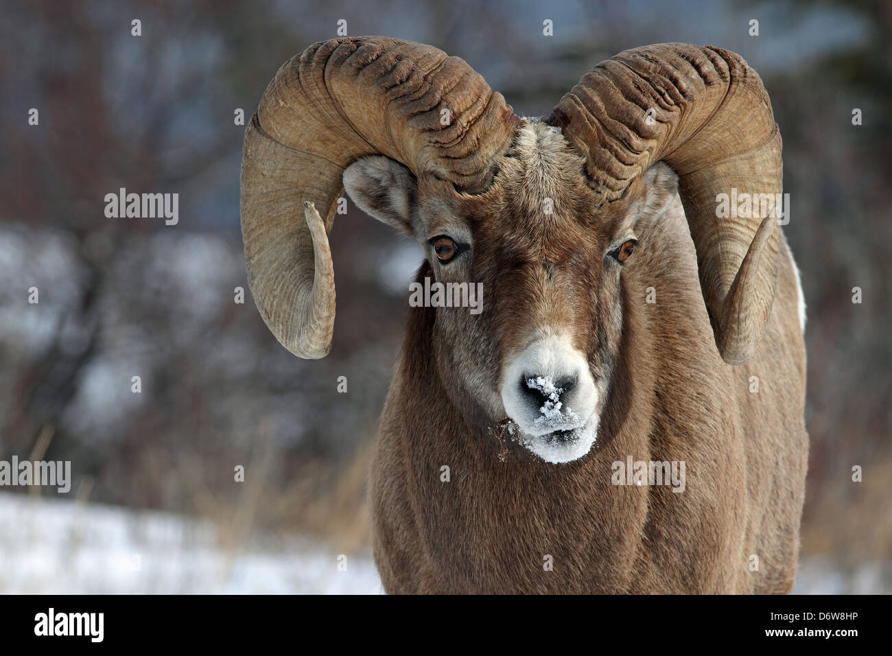 A wild bighorn sheep showing off his impressive horns Stock Photo - Alamy