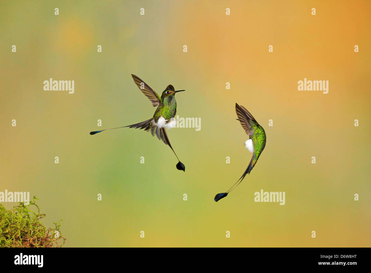Male Booted Racket-tail Hummingbird ( Ocreatus underwoodii ) fighting ...