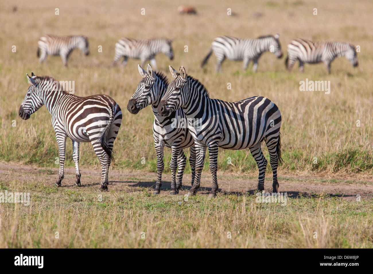 Horse and zebras hi-res stock photography and images - Alamy