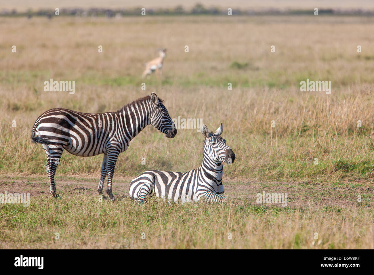 Zebras resting and lying down Stock Photo - Alamy