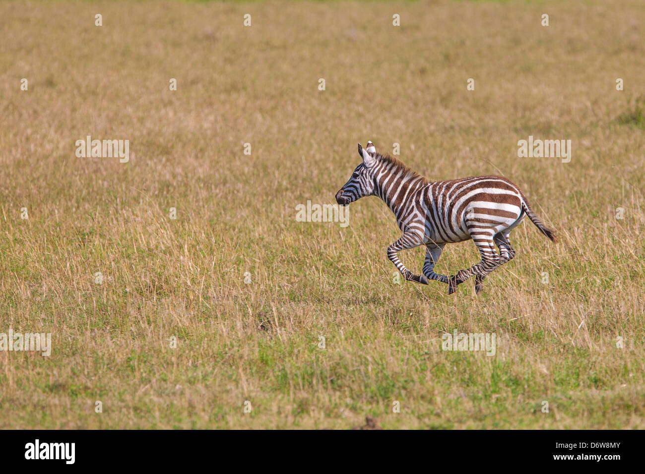 Zebra running hi-res stock photography and images - Alamy