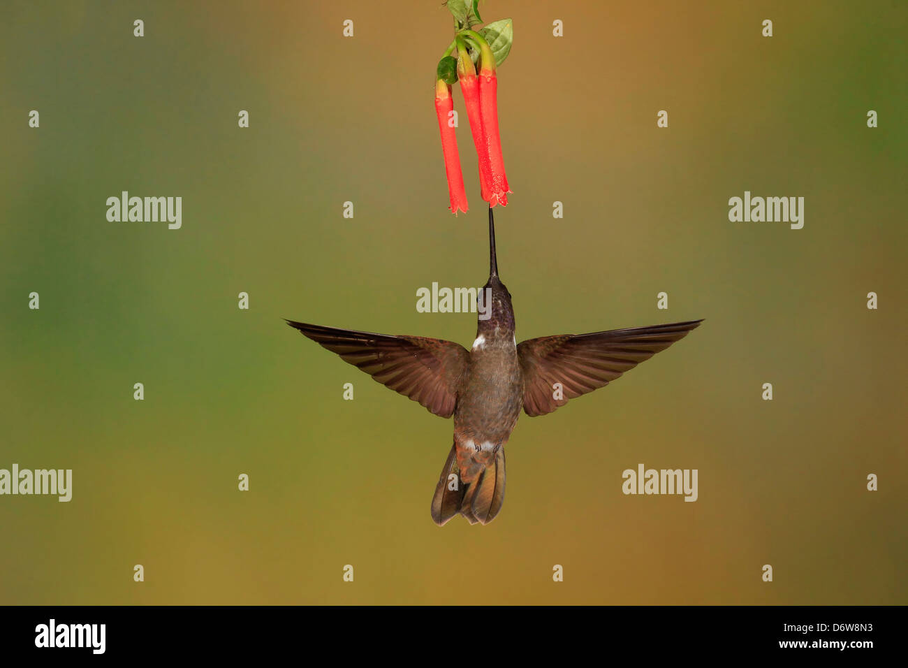 Brown inca coeligena wilsoni hi-res stock photography and images - Alamy