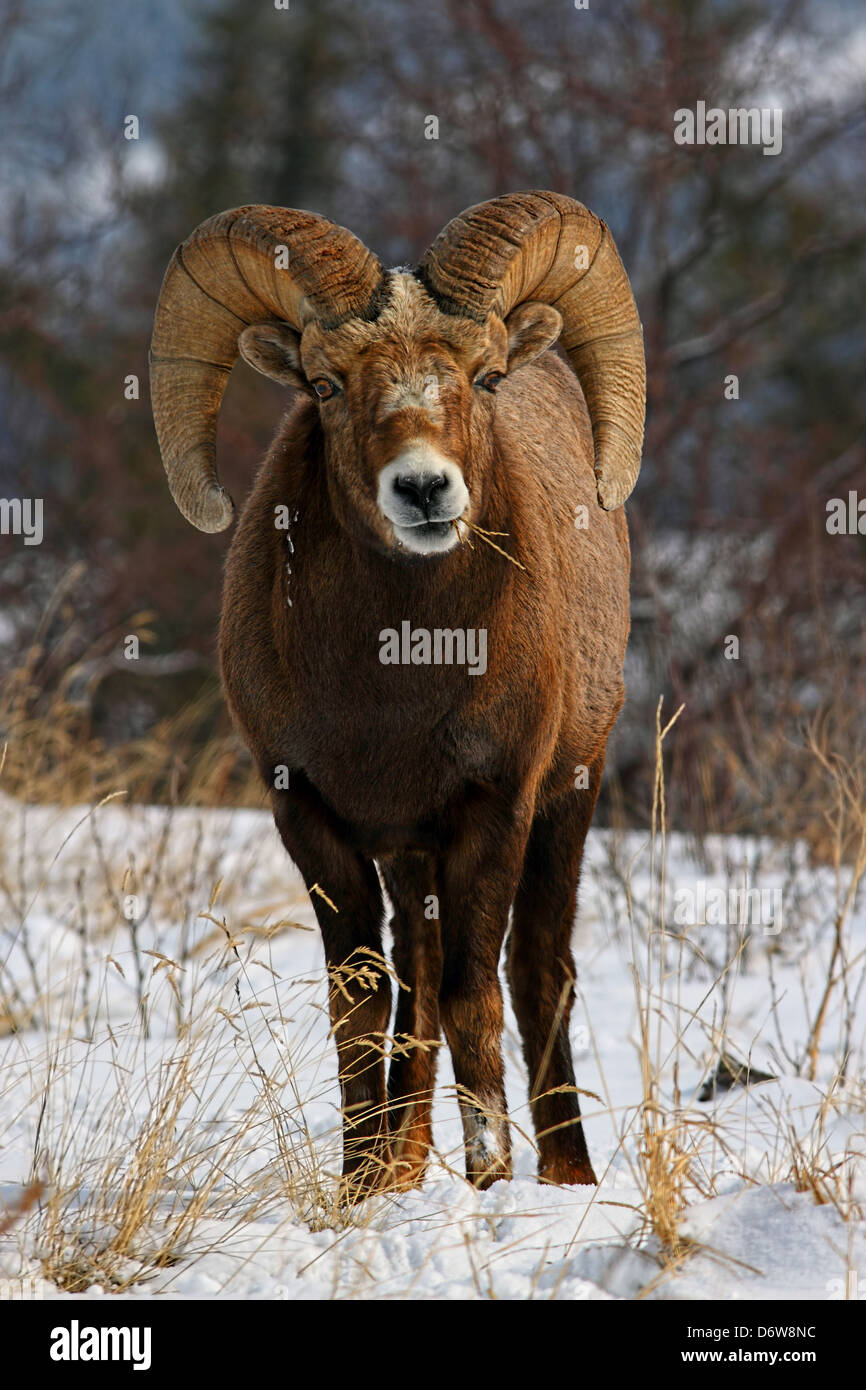 A wild bighorn sheep showing off his impressive horns Stock Photo - Alamy