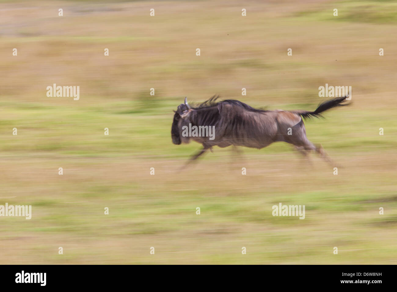 Wildebeest running - blurred for speed effect Stock Photo - Alamy