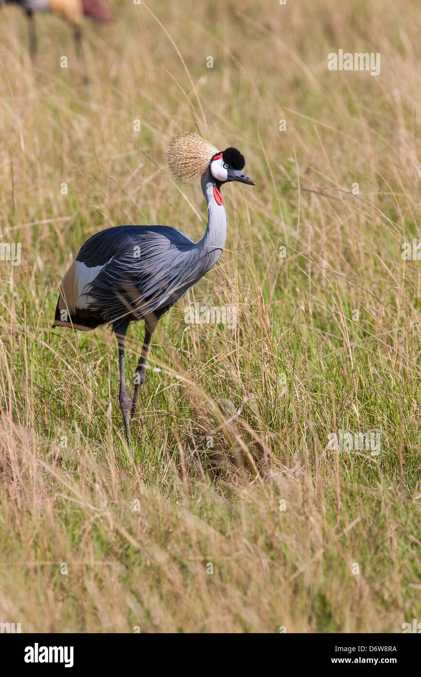 Grey Crowned Crane Stock Photo - Alamy