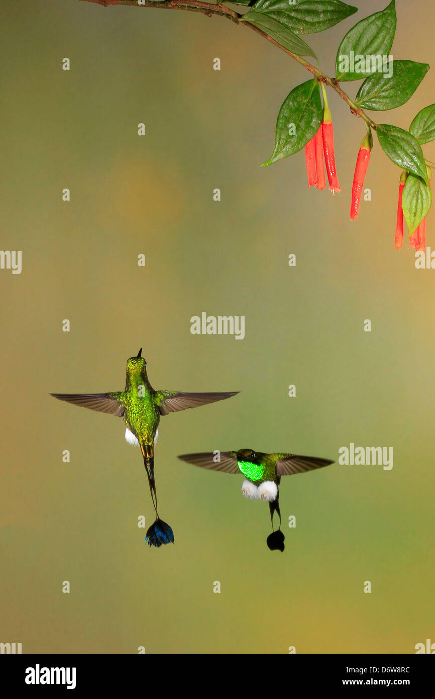 Male Booted Racket-tail Hummingbird ( Ocreatus underwoodii ) in Flight ...