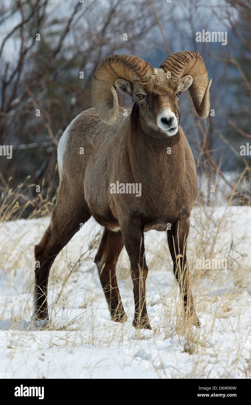 A wild bighorn sheep showing off his impressive horns Stock Photo - Alamy