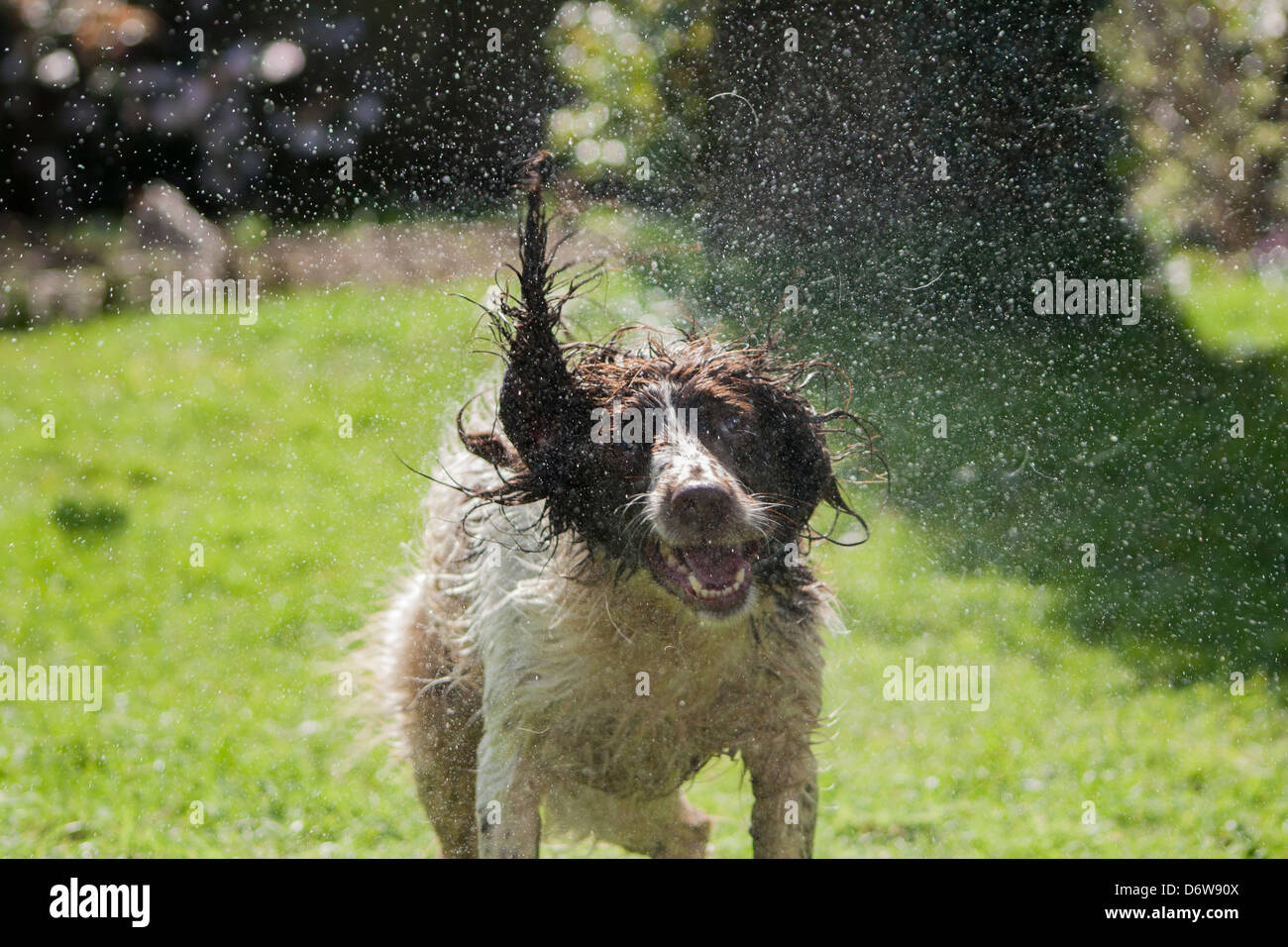Shutter dog hi-res stock photography and images - Alamy