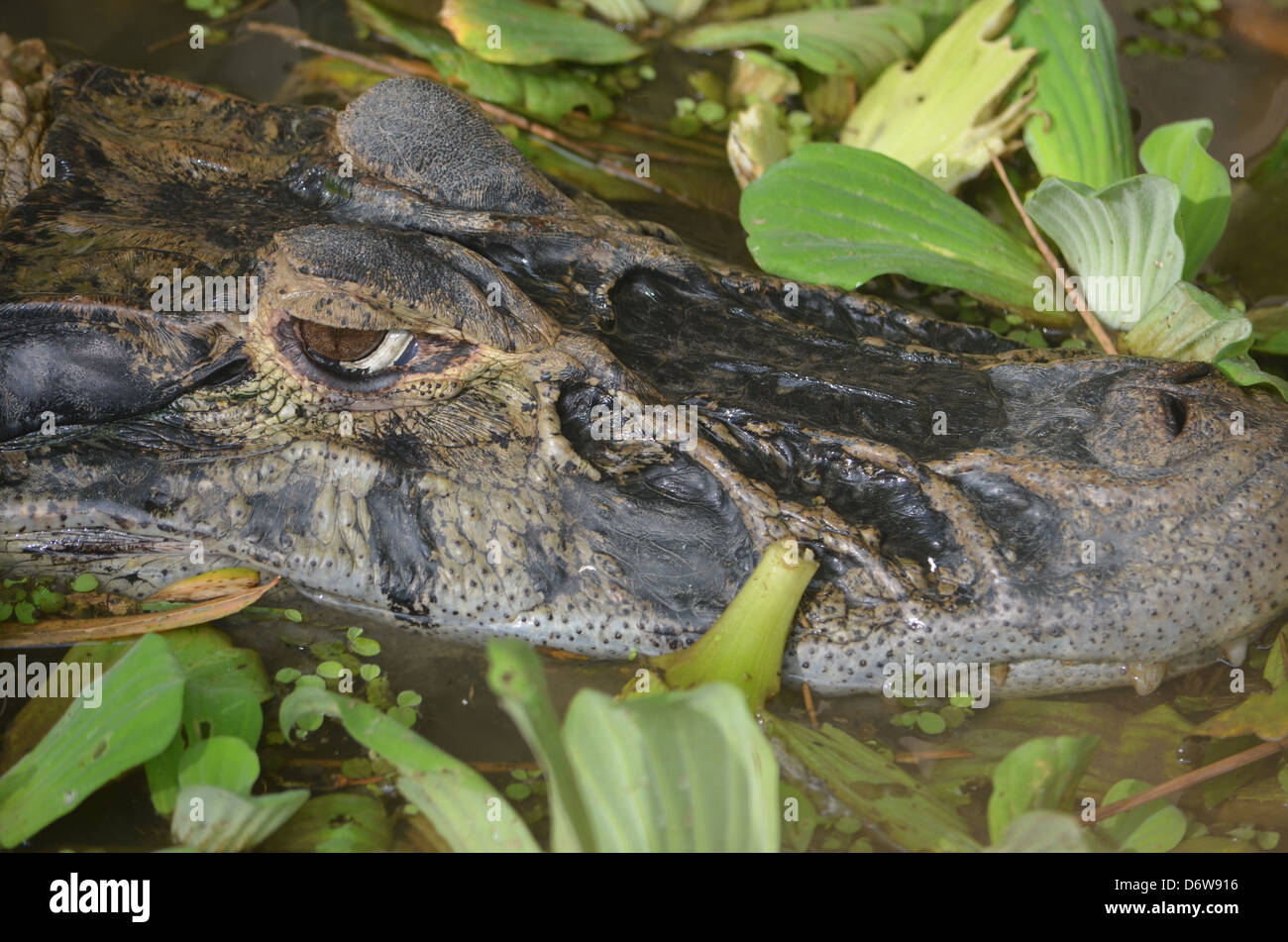 Black caiman amazon hi-res stock photography and images - Alamy