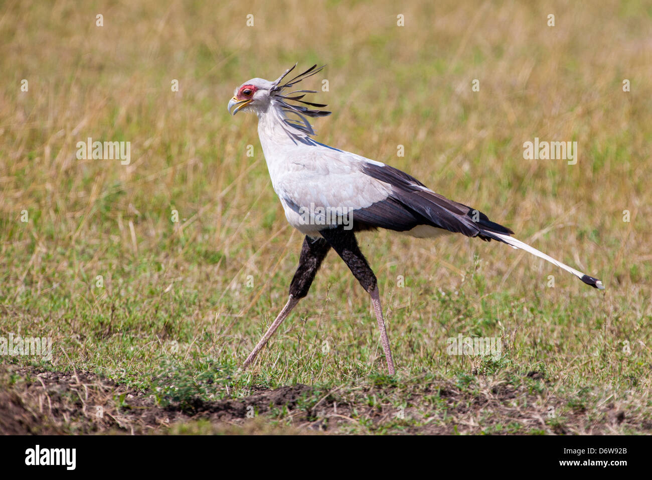 Secretary birds hi-res stock photography and images - Alamy