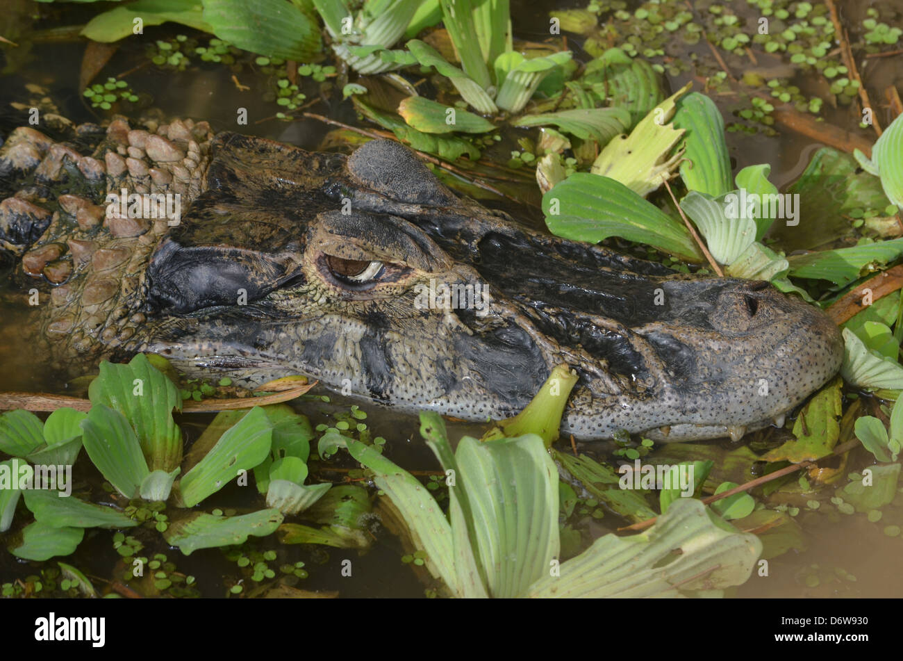 Black Cayman in a swamp. Amazon rain forest, Peru Stock Photo - Alamy