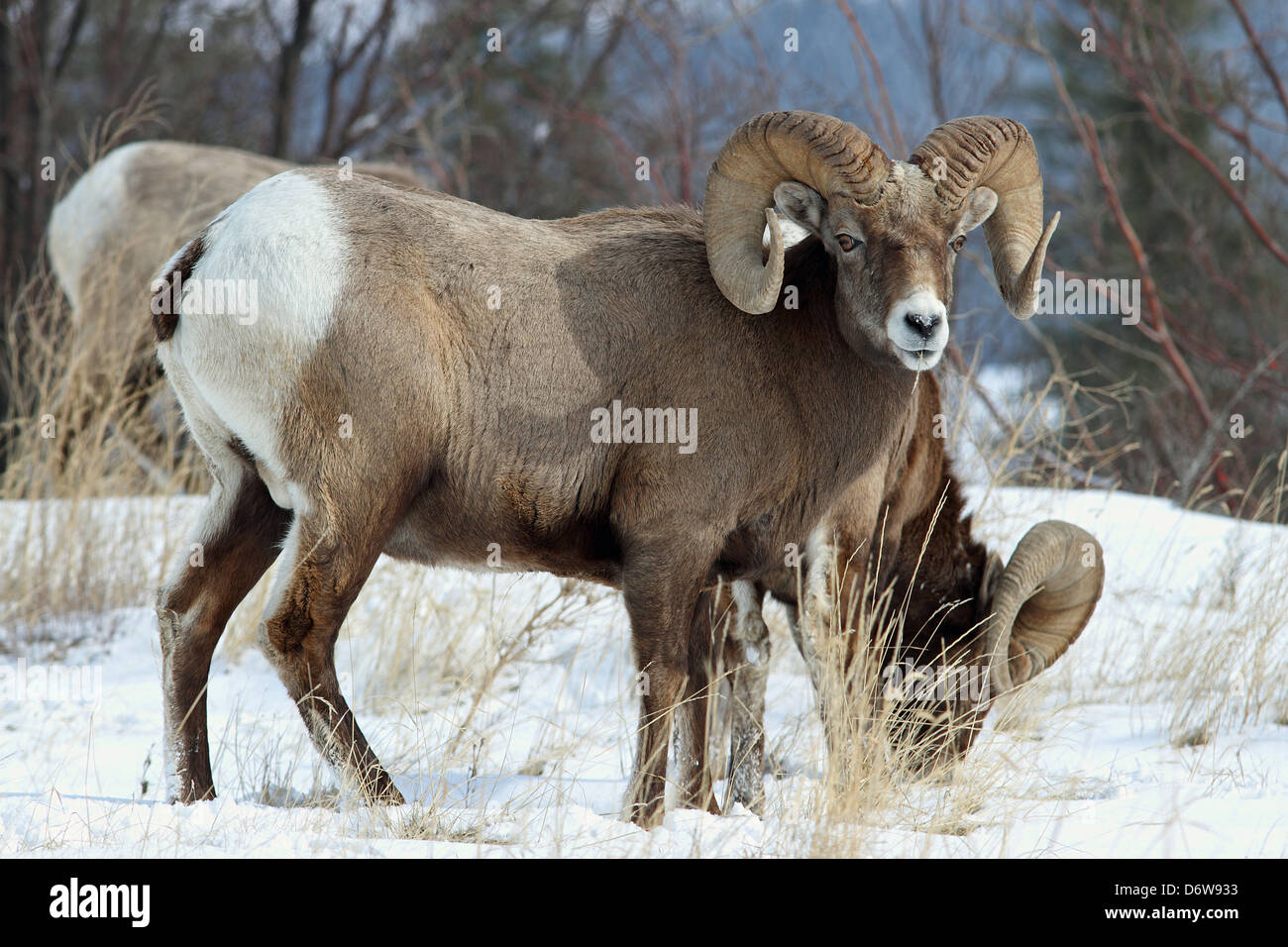a pair of wild bighorn sheep (Ovis canadensis Stock Photo - Alamy