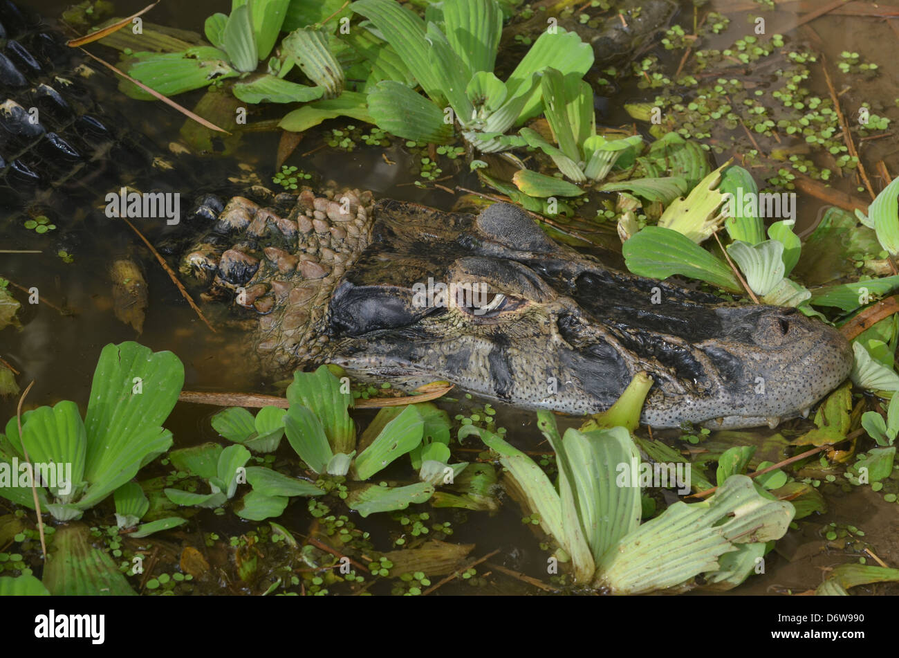 Black Cayman in a swamp. Amazon rain forest, Peru Stock Photo - Alamy