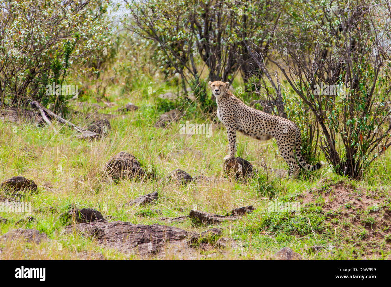 Cheetah Looking For Prey Stock Photos & Cheetah Looking For Prey Stock ...
