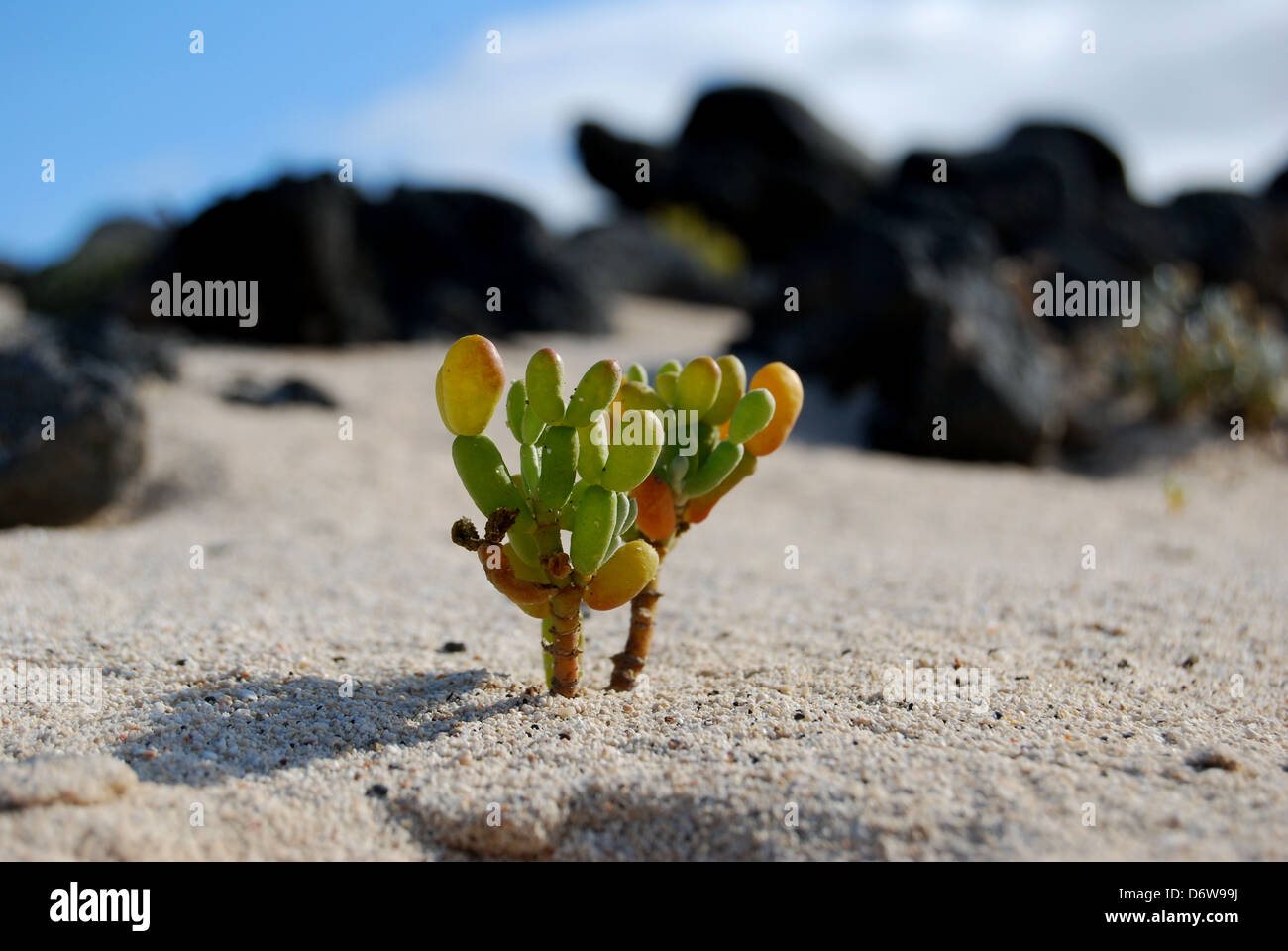 It's amazing how plants are able to grow and development in the ...