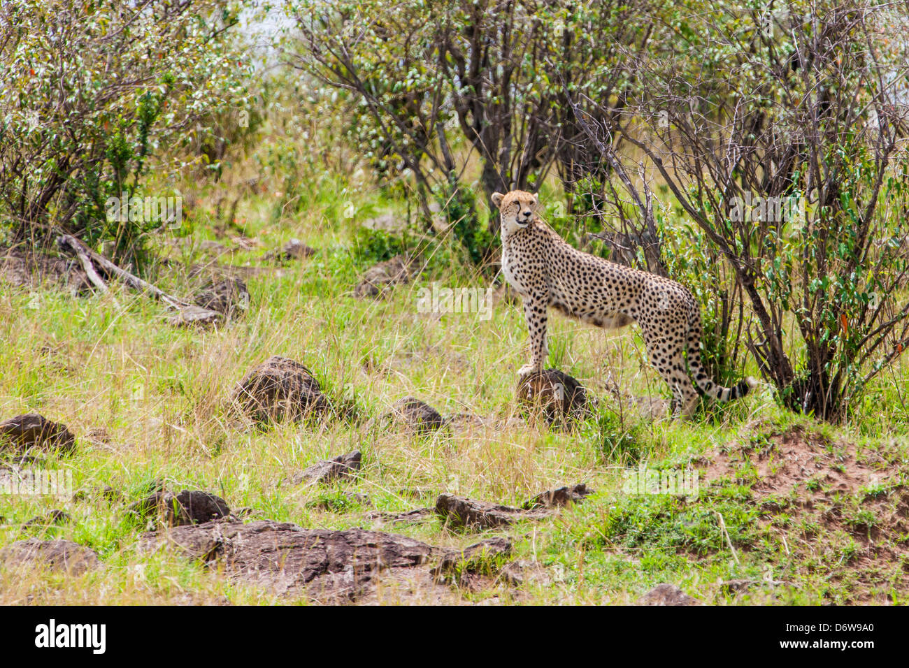 Cheetah looking for prey and predators Stock Photo - Alamy