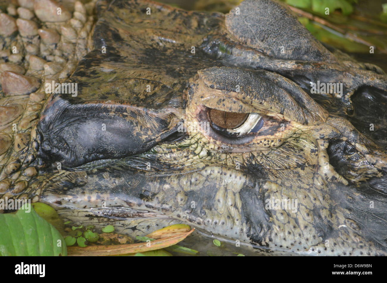 Black Cayman in a swamp. Amazon rain forest, Peru Stock Photo - Alamy