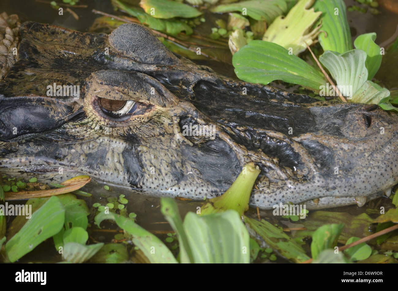 Amazon swamp hi-res stock photography and images - Alamy