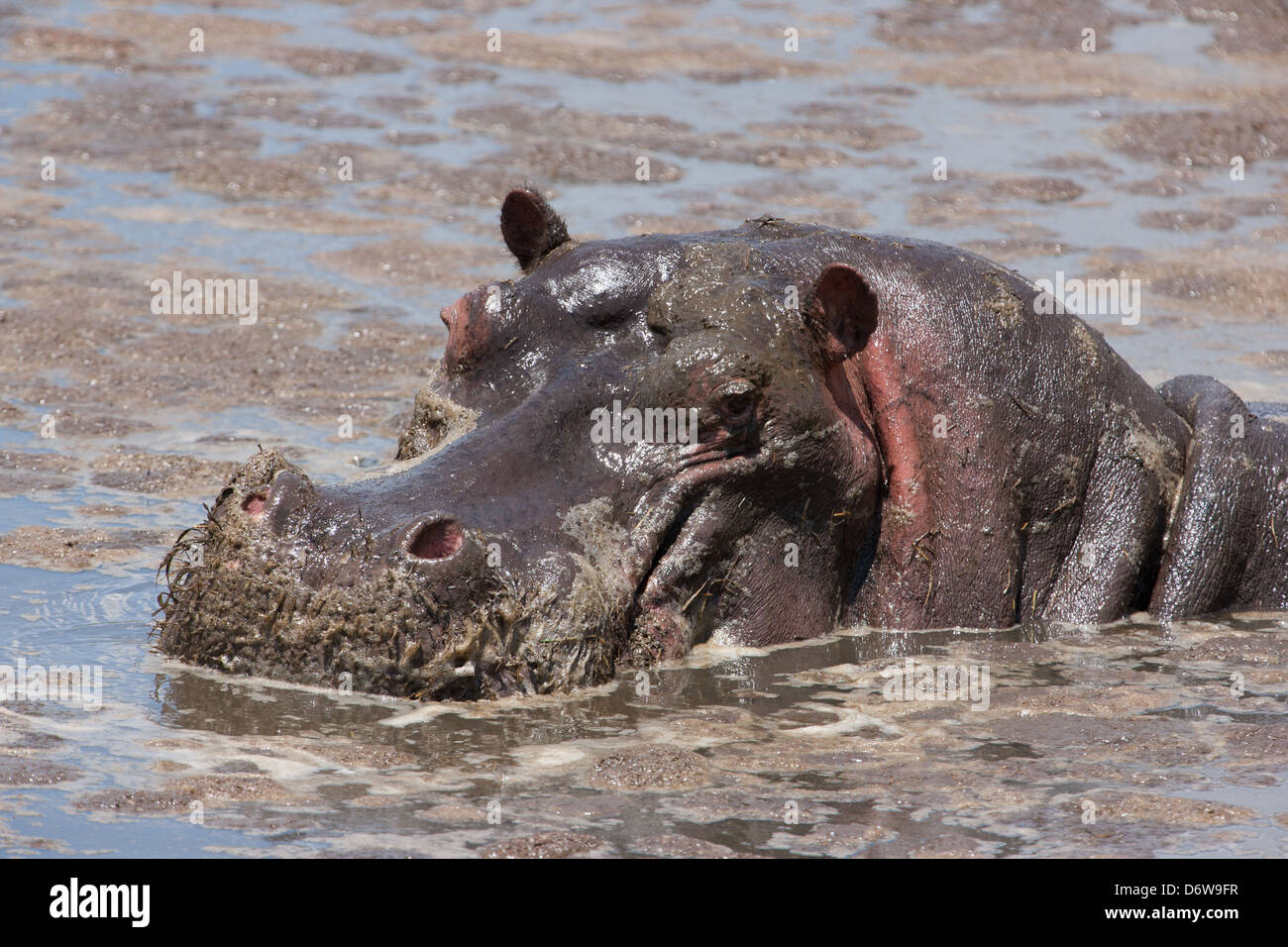 Hippo semi-submerged in muddy pond Stock Photo - Alamy