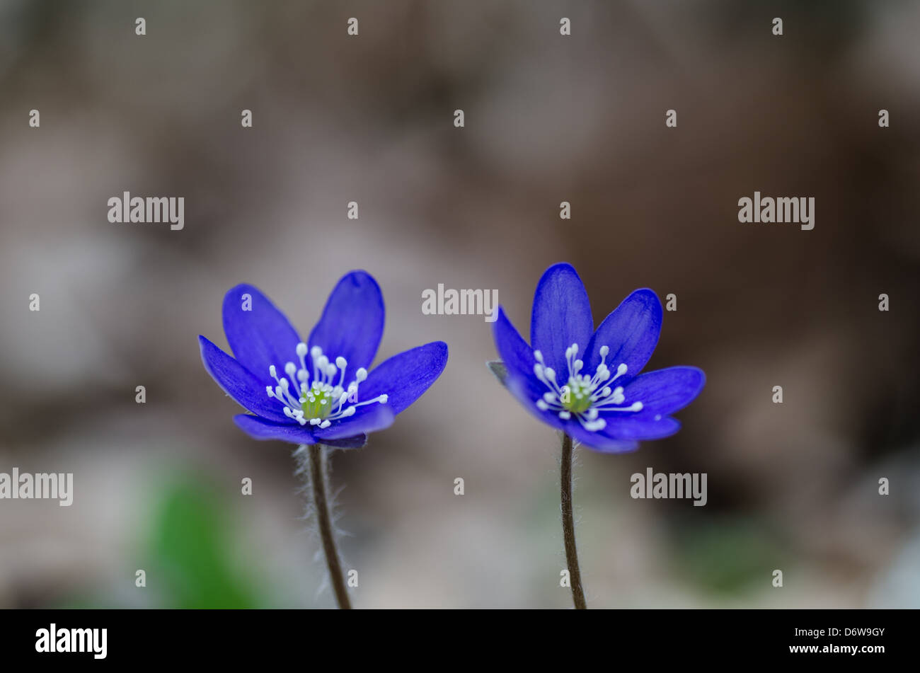 Two Common Hepatica with soft background Stock Photo - Alamy