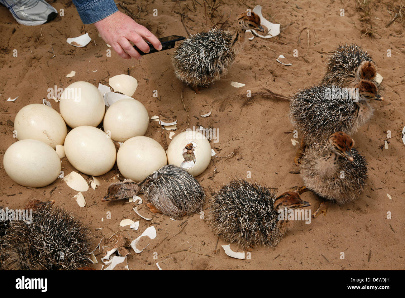Hatchlings with eggs hi-res stock photography and images - Alamy