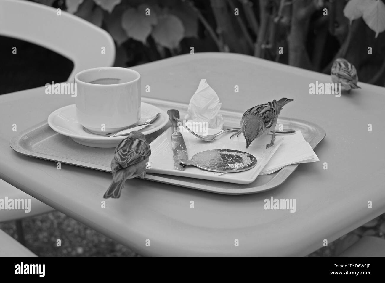 Table of birds hi-res stock photography and images - Alamy
