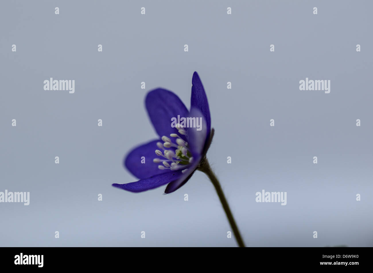 Common Hepatica close up with bright background Stock Photo - Alamy