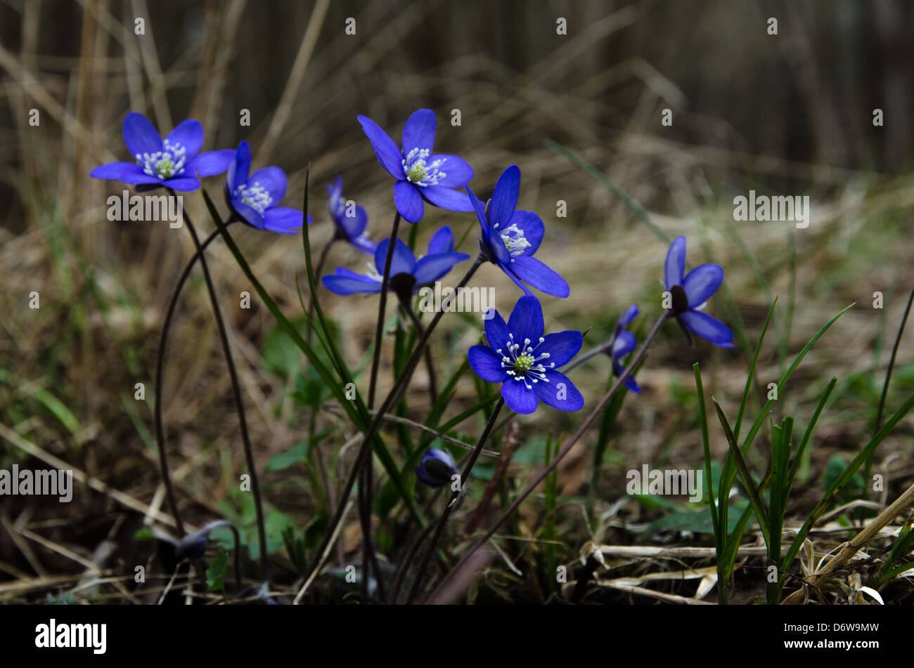 Group of Common Hepatica in a deciduous forest, the symbol for ...
