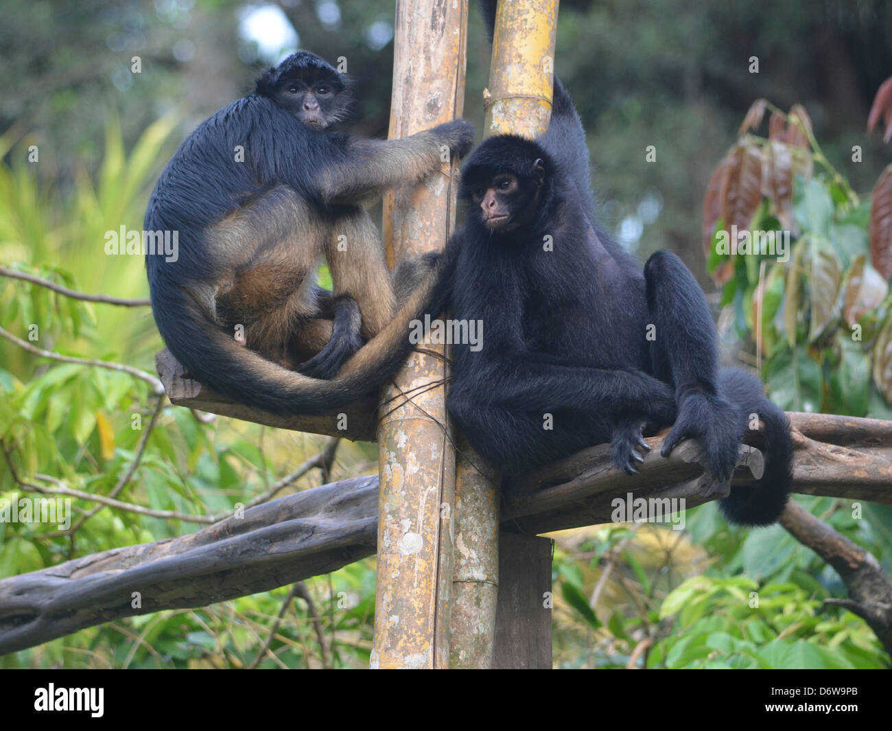 Peruvian spider monkey hi-res stock photography and images - Alamy