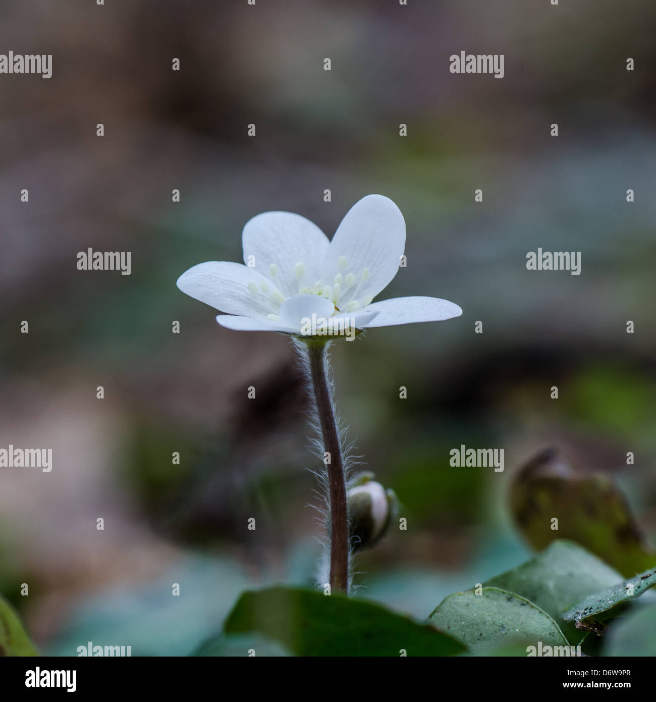 Portrait of a white Common Hepatica with a small bud Stock Photo - Alamy
