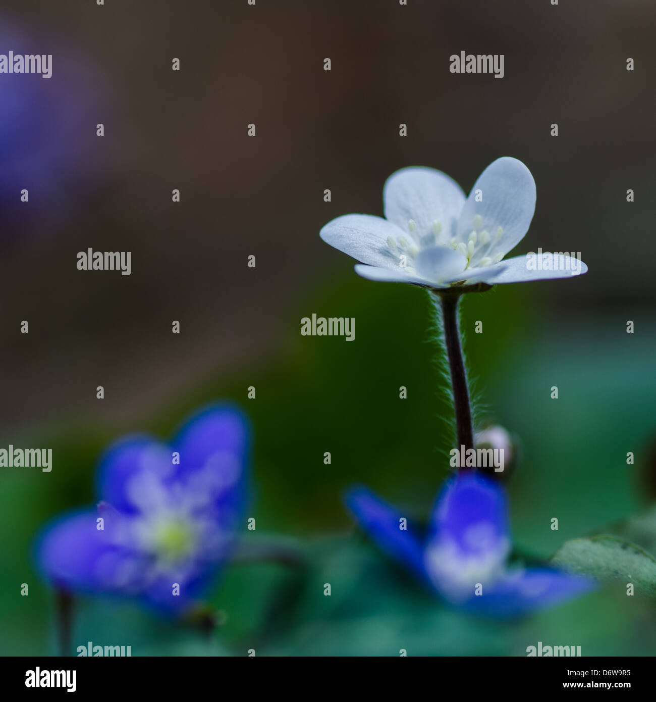 White Common Hepatica among blue friends Stock Photo - Alamy