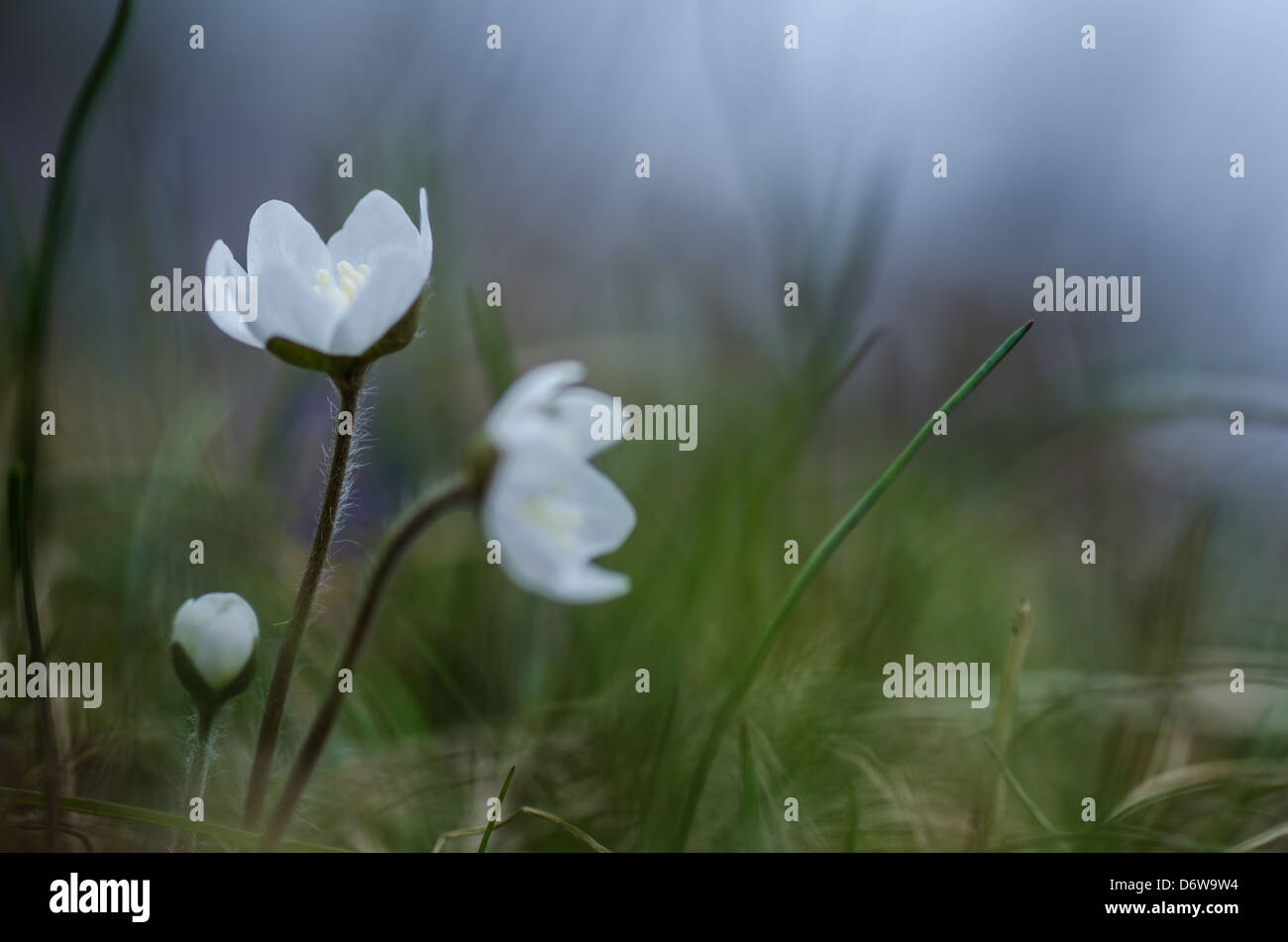 White spring flowers, Common Hepatica, in a small group among the grass ...