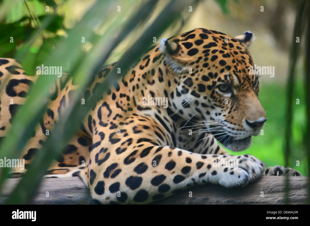 A Jaguar rests on a tree branch. Iquitos, Peru Stock Photo - Alamy