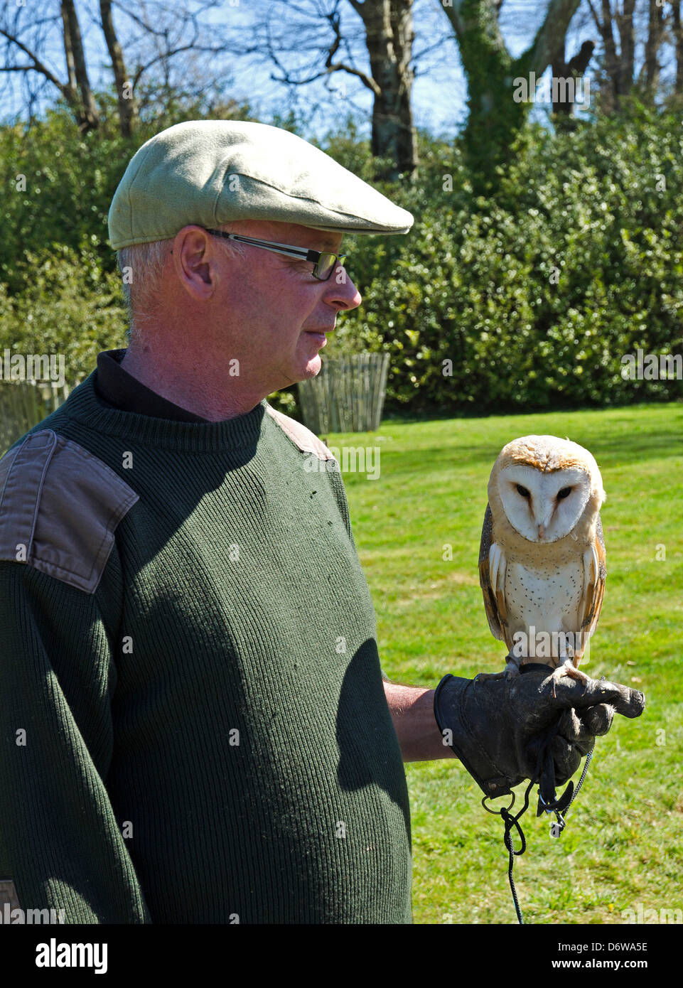 A handler with a Barn Owl at a country fair in Yorkshire, UK Stock ...