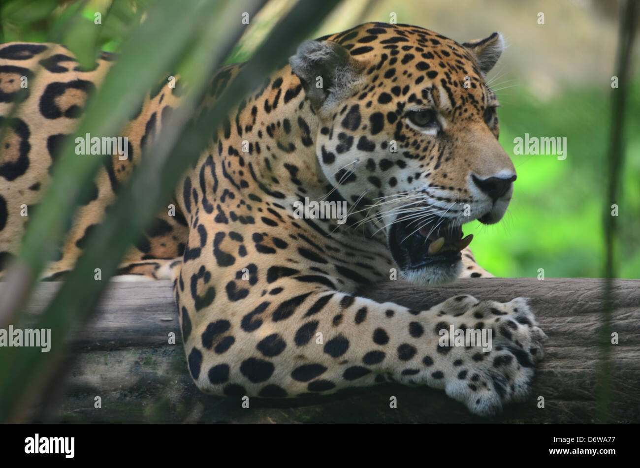 A Jaguar rests on a tree branch. Iquitos, Peru Stock Photo - Alamy