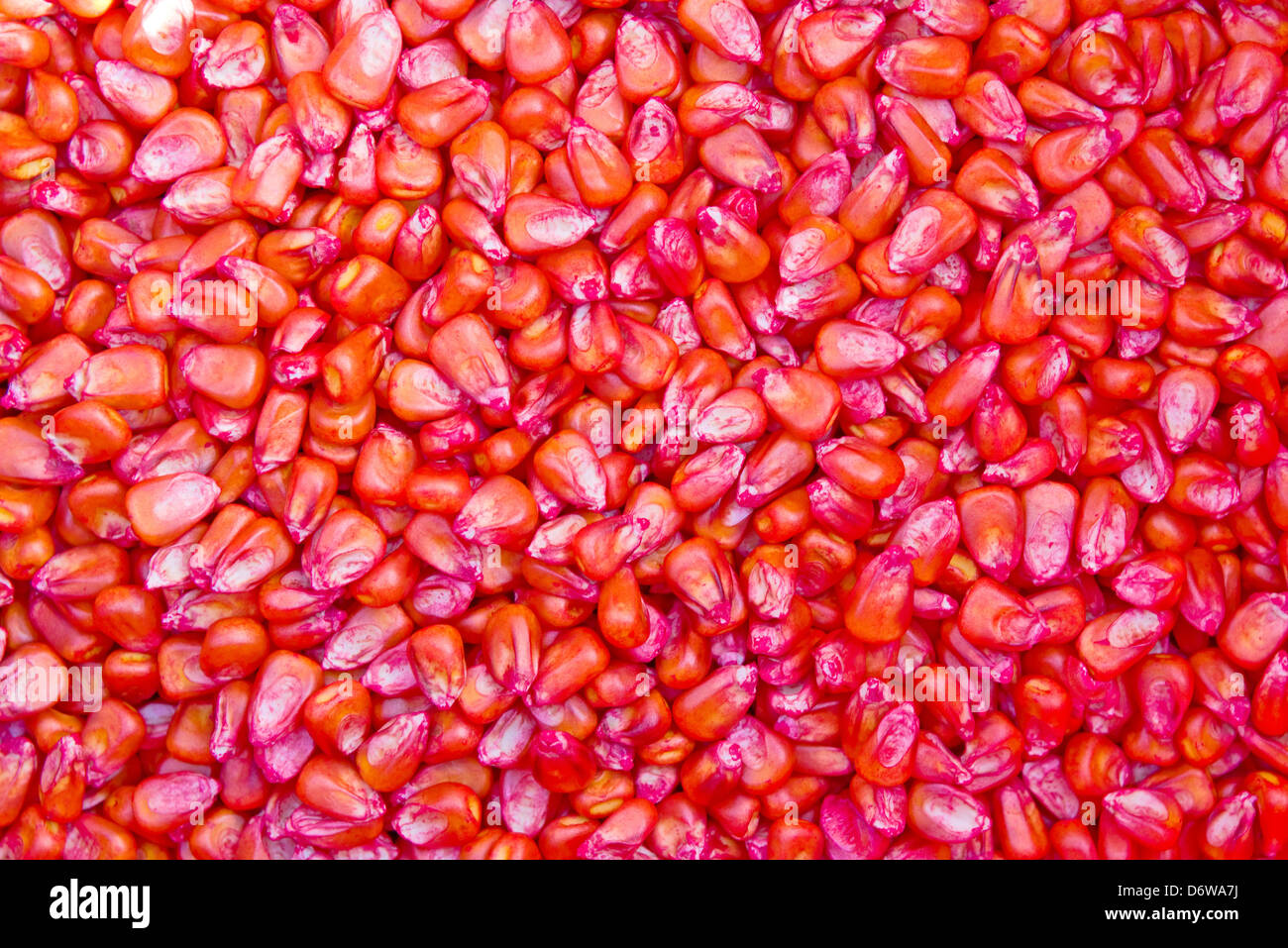 Chemically treated red corn seed ready for seeding Stock Photo - Alamy