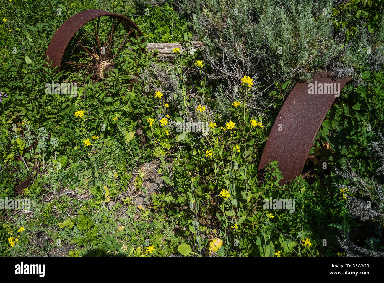 A rusted and deteriorated tractor axle and two wheels sit among yellow ...