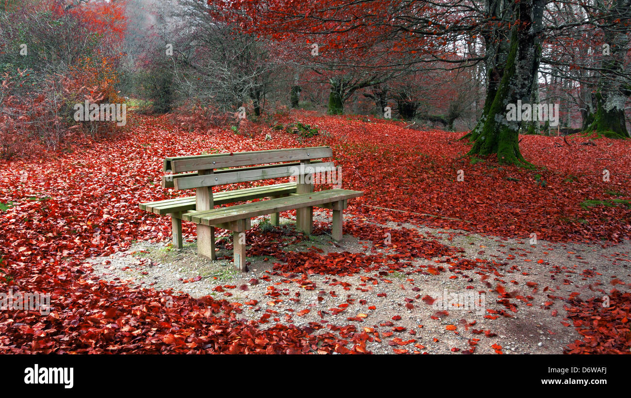 bench in autumn with red leaves Stock Photo - Alamy