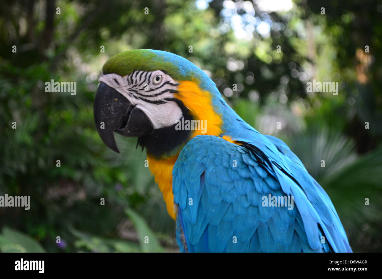 Macaw in the Amazon rainforest Stock Photo - Alamy