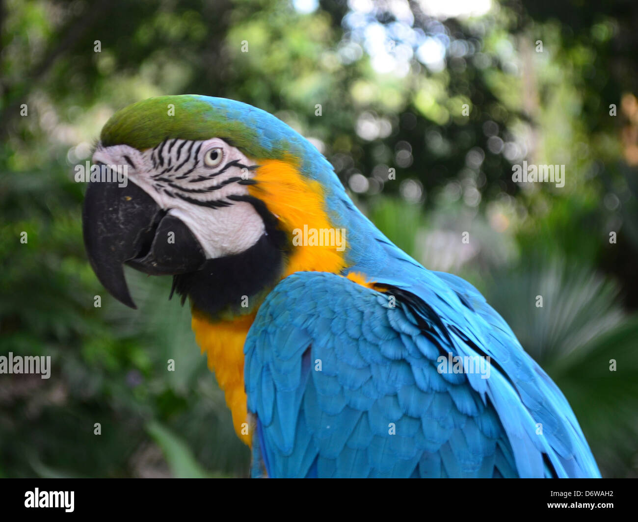 Macaw in the Amazon rainforest Stock Photo - Alamy